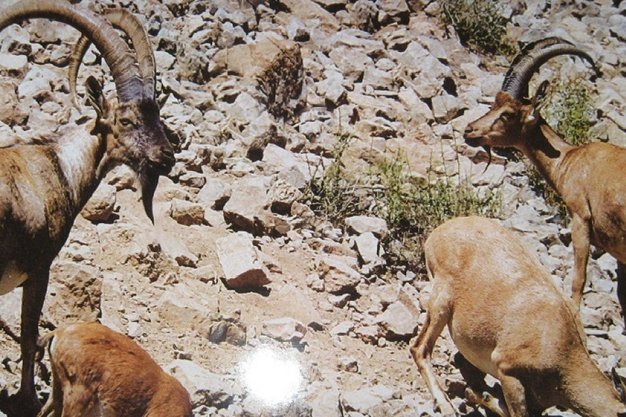 Kolah Ghazi National Park | Visit iran