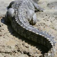Marsh crocodile (Gando) | Visit iran