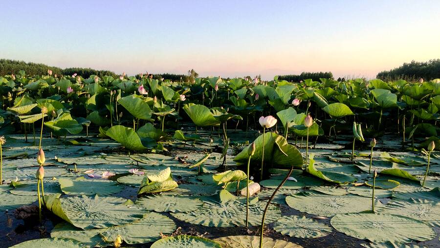 Bandar Anzali | Visit iran