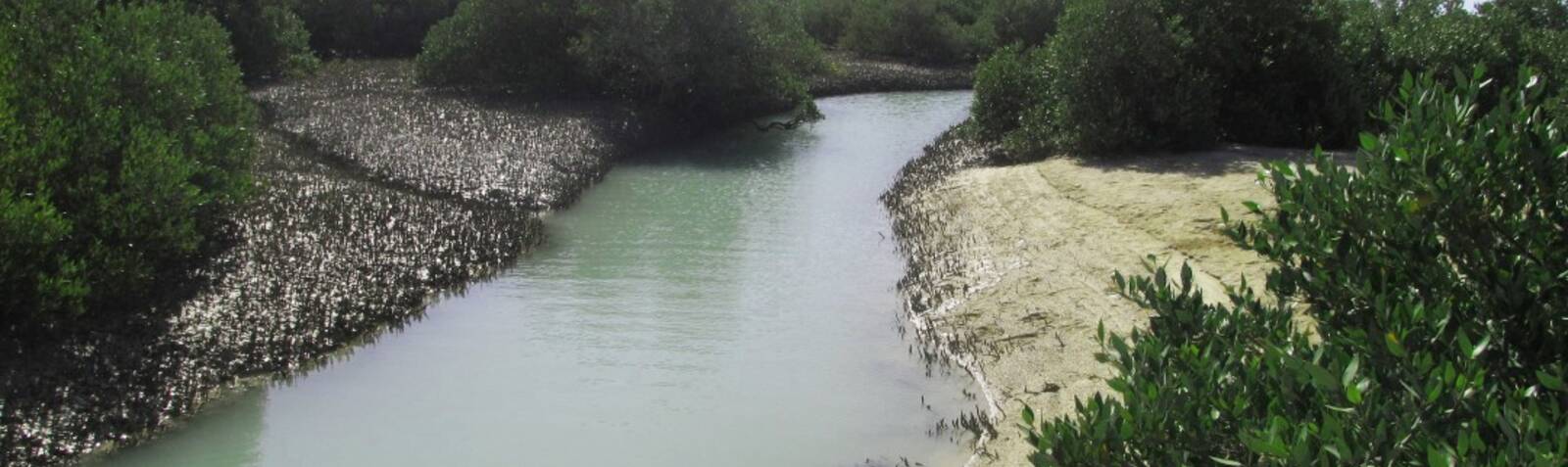 Mangrove Forest of Bushehr | Visit iran