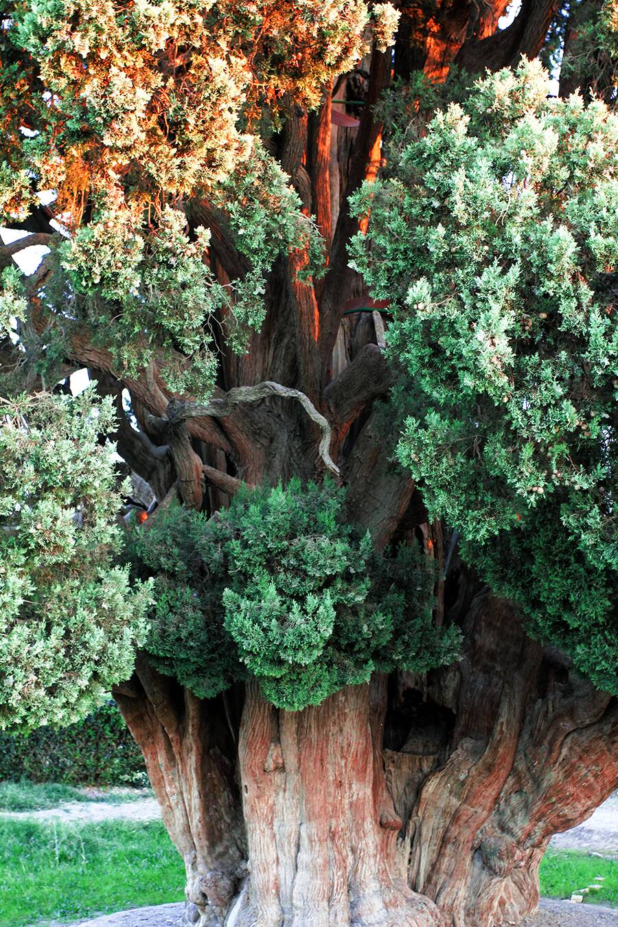 ciprés de Abarkuh | Visit iran