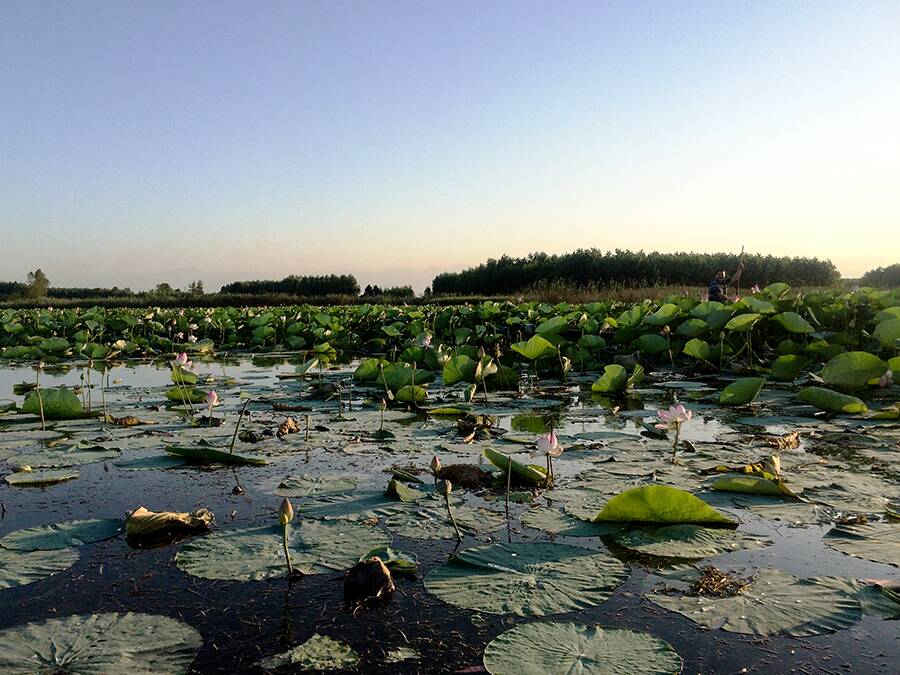 Anzali Lagoon | Visit iran