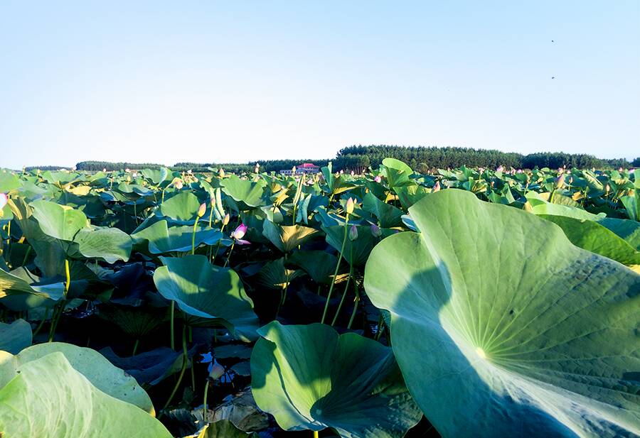 Anzali Lagoon | Visit iran