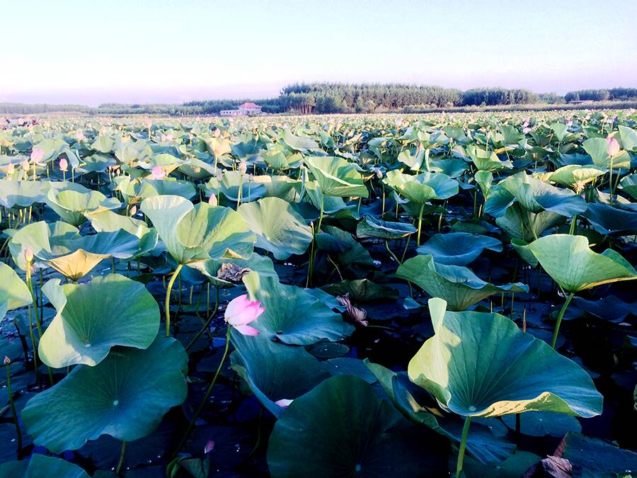 Anzali Lagoon | Visit iran