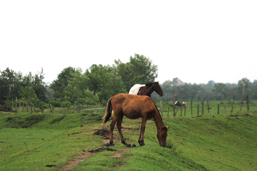 Anzali Lagoon | Visit iran