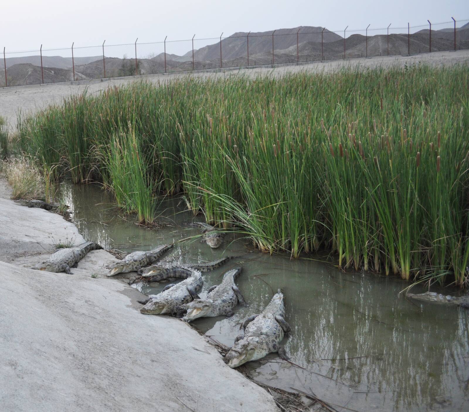 Marsh crocodile (Gando) | Visit iran