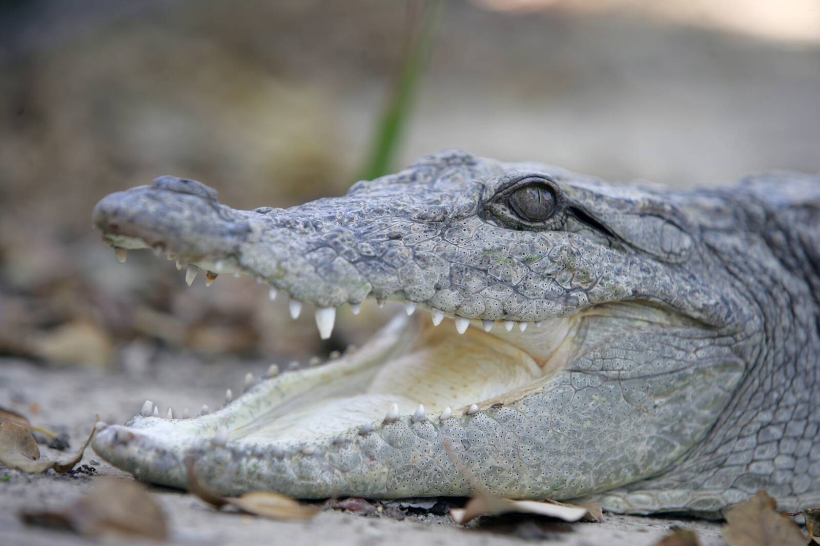 Marsh crocodile (Gando) | Visit iran