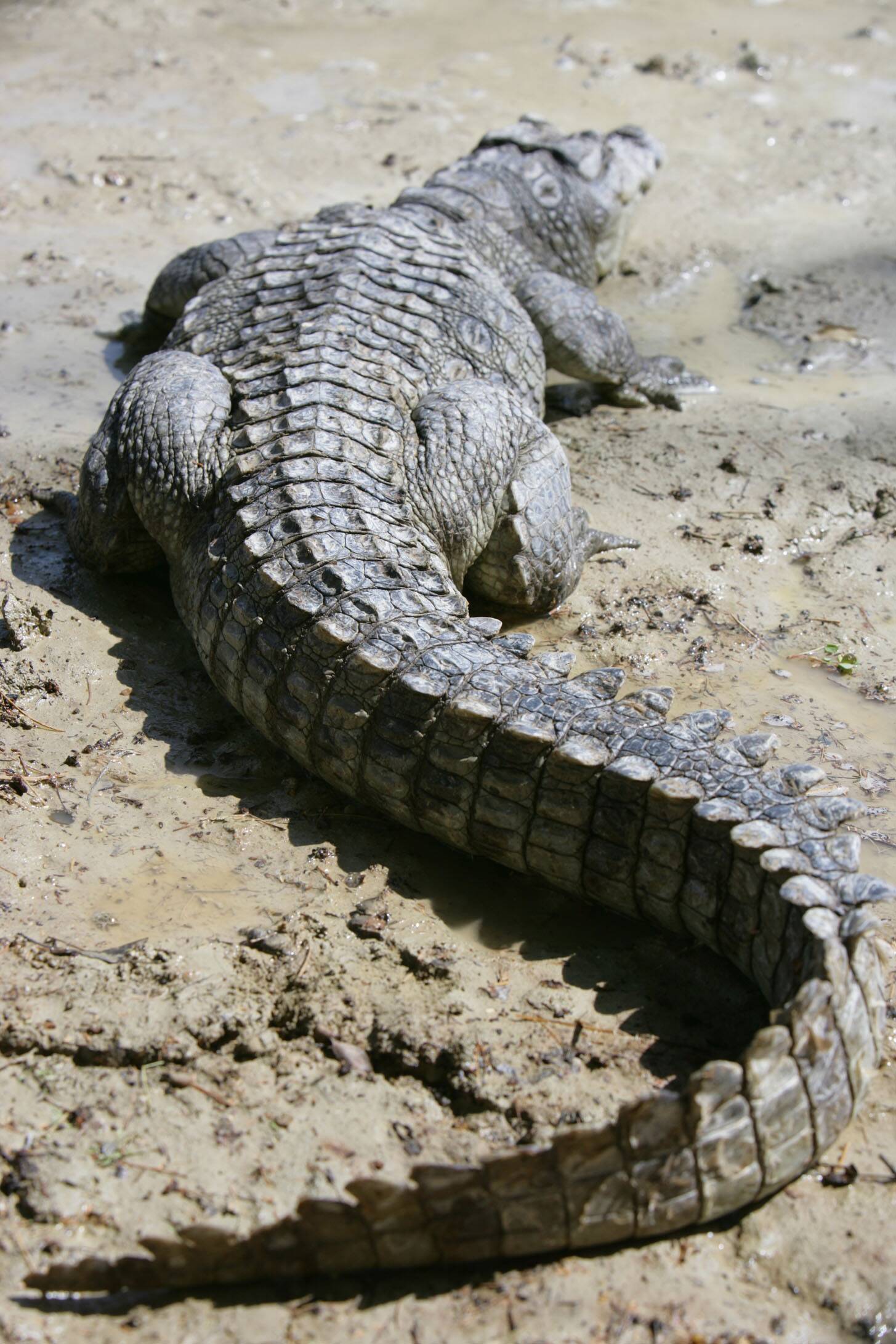 Marsh crocodile (Gando) | Visit iran